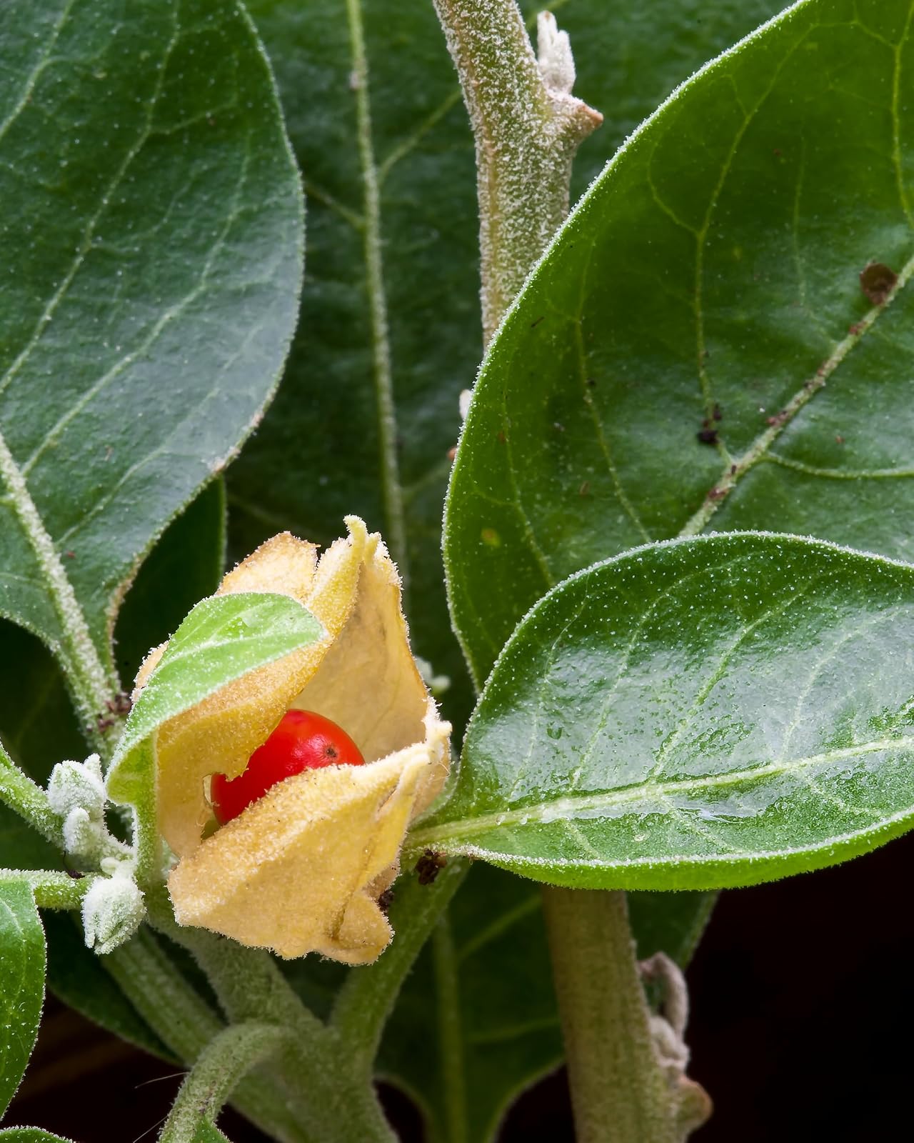 convenient ashwagandha for on-the-go