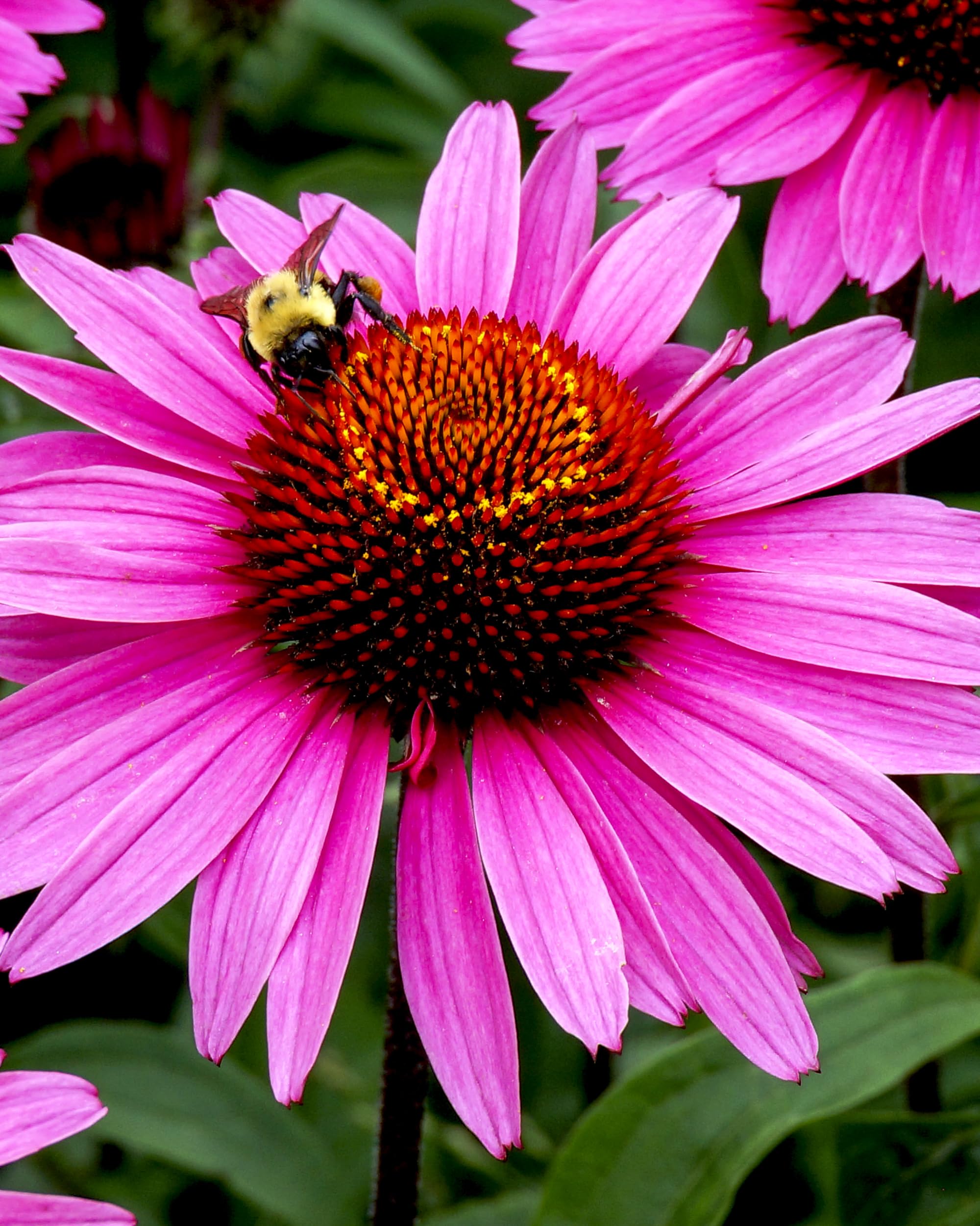 convenient echinacea immune booster
