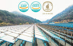 convenient ginseng tea on-the-go
