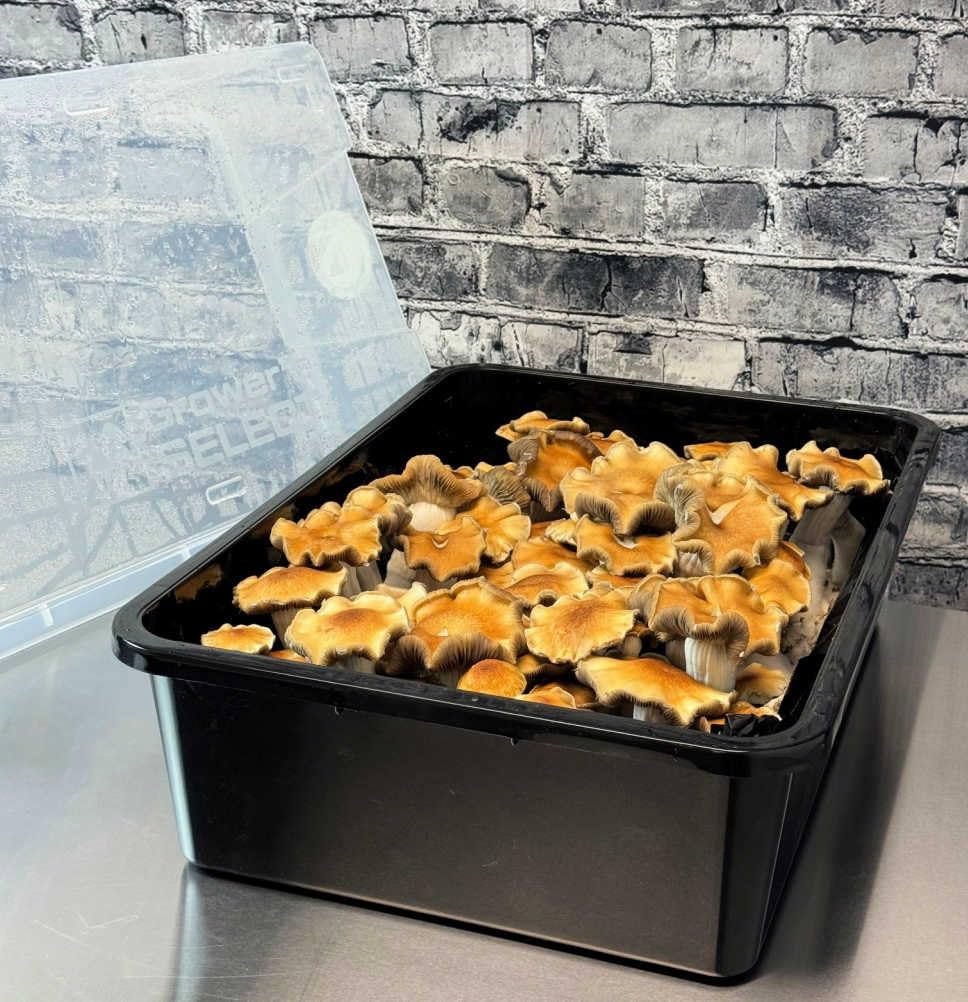 convenient mushroom growing kits