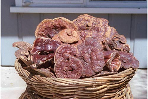 convenient reishi mushroom wellness drops