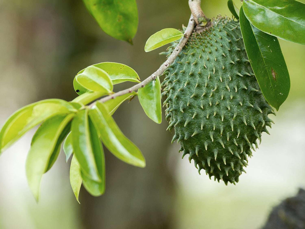 Convenient Soursop Tea K-Cups