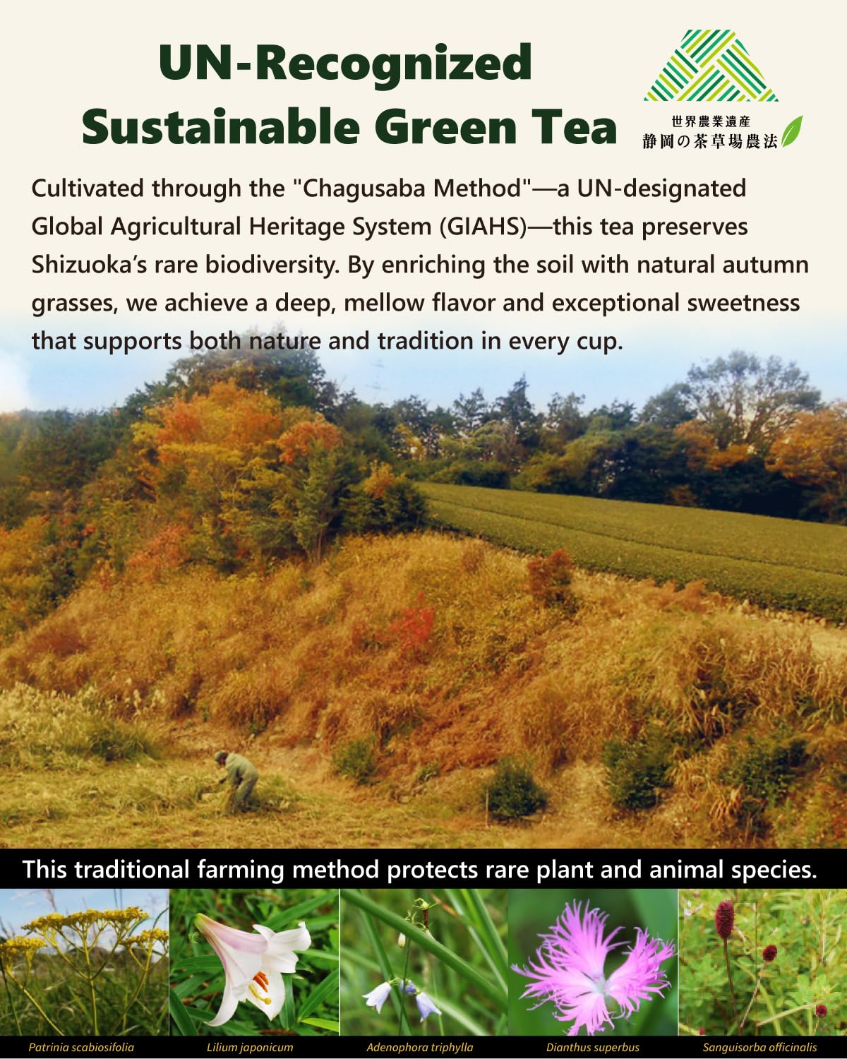 convenient tea bags for busy lifestyles