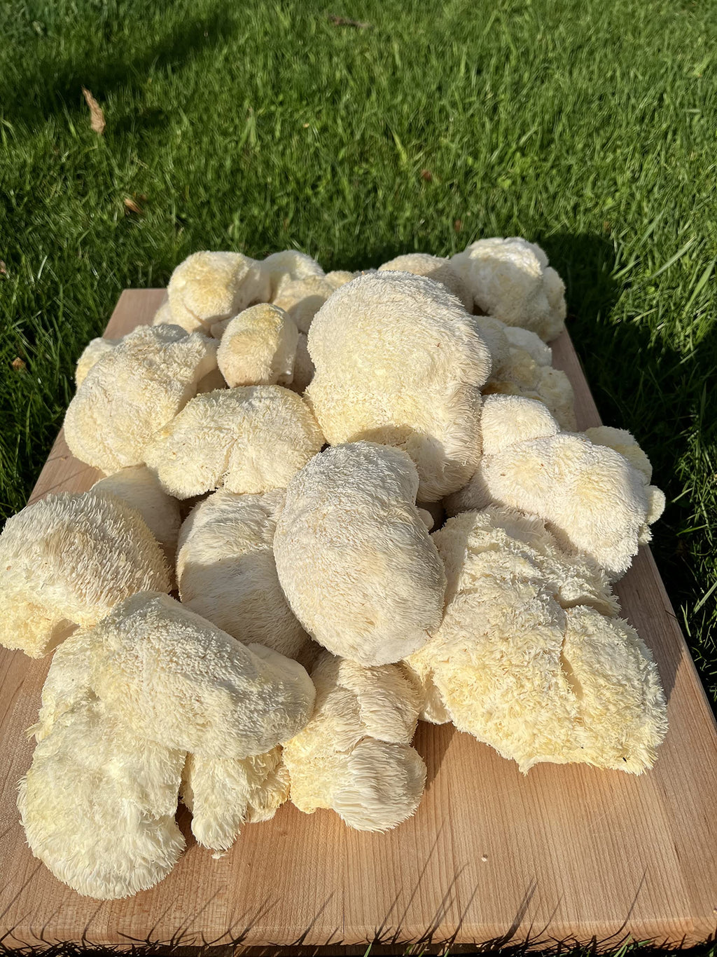 cooking tips for lions mane
