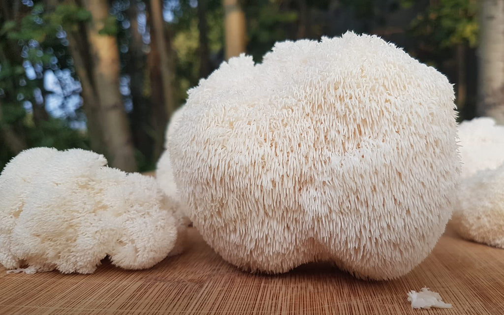 cooking with lions mane mushrooms