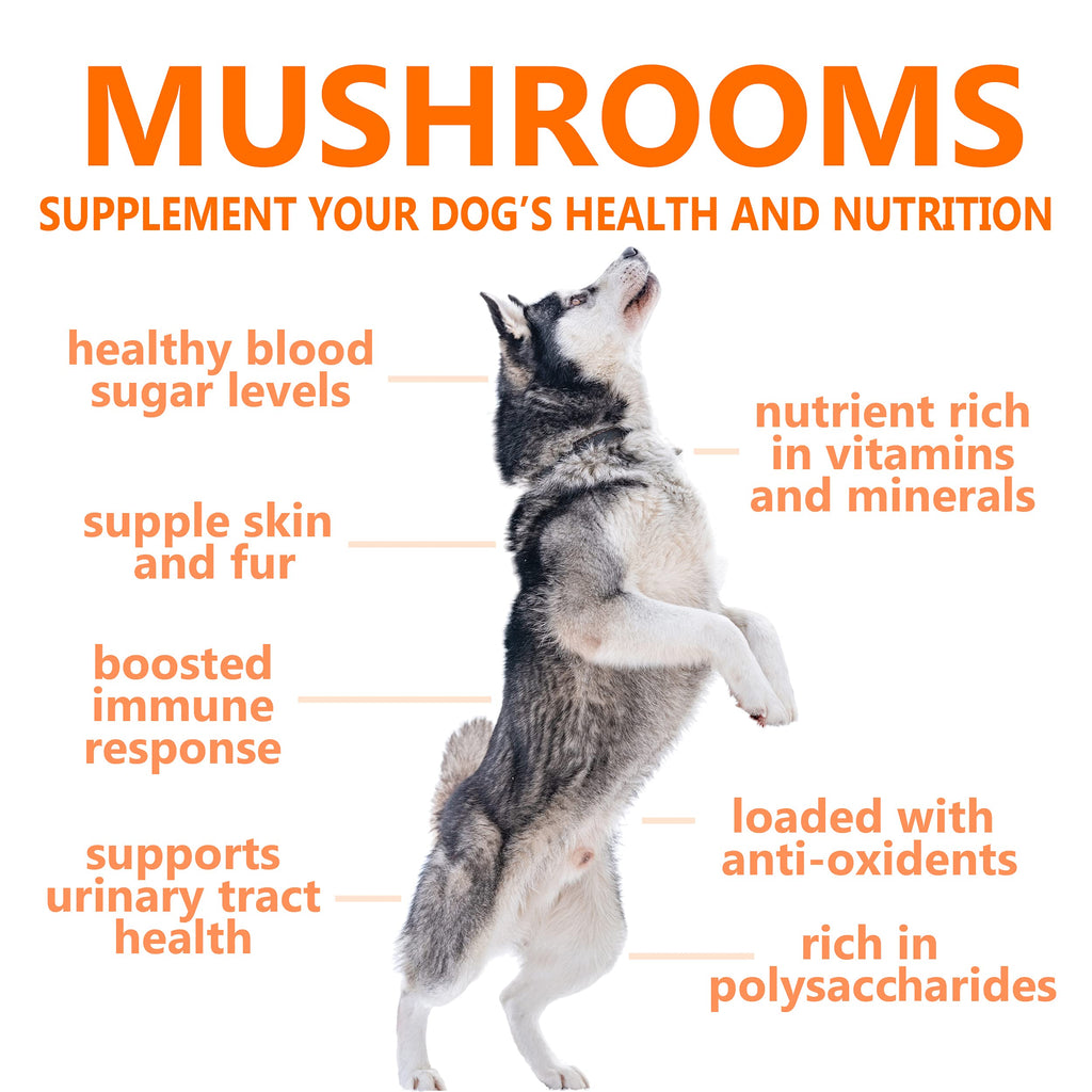 cooking with organic mushroom powder