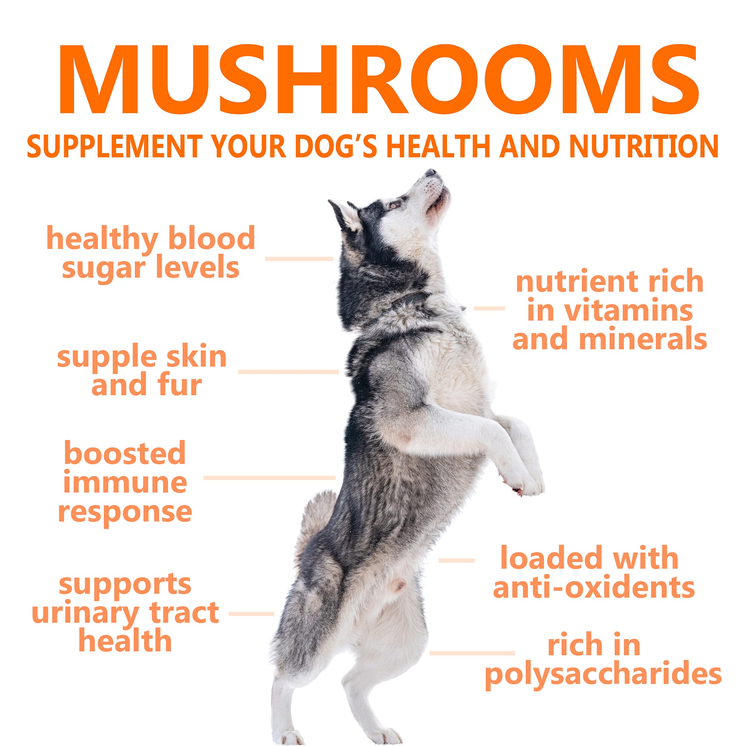 cooking with organic mushroom powder