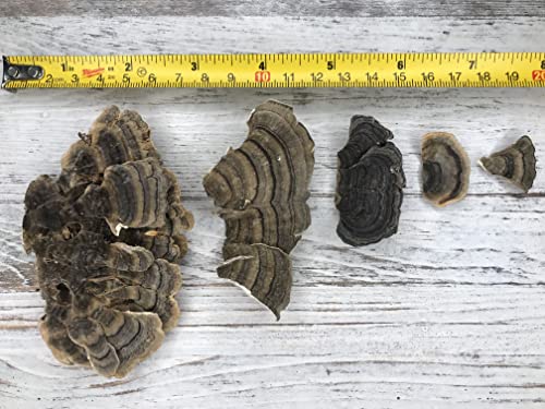 cooking with organic turkey tail mushrooms