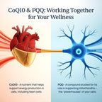 CoQ10 PQQ for enhanced antioxidant support