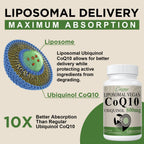 coq10 ubiquinol softgels for energy