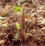 Cordyceps capsules for athletic performance