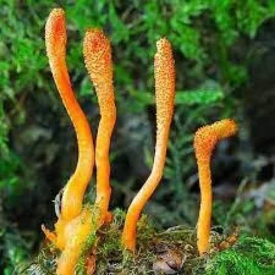 cordyceps flowers for natural wellness