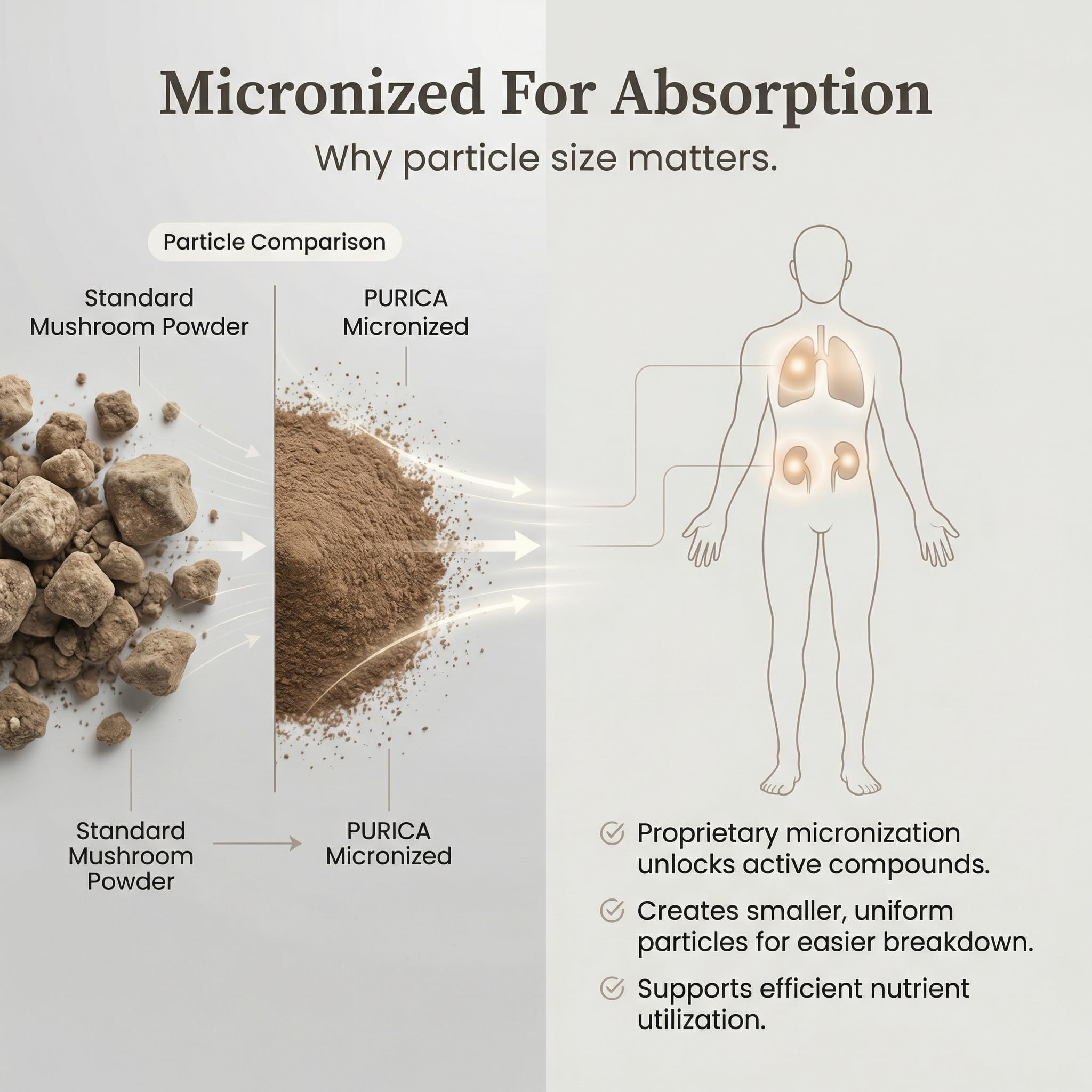 Cordyceps for improved athletic performance
