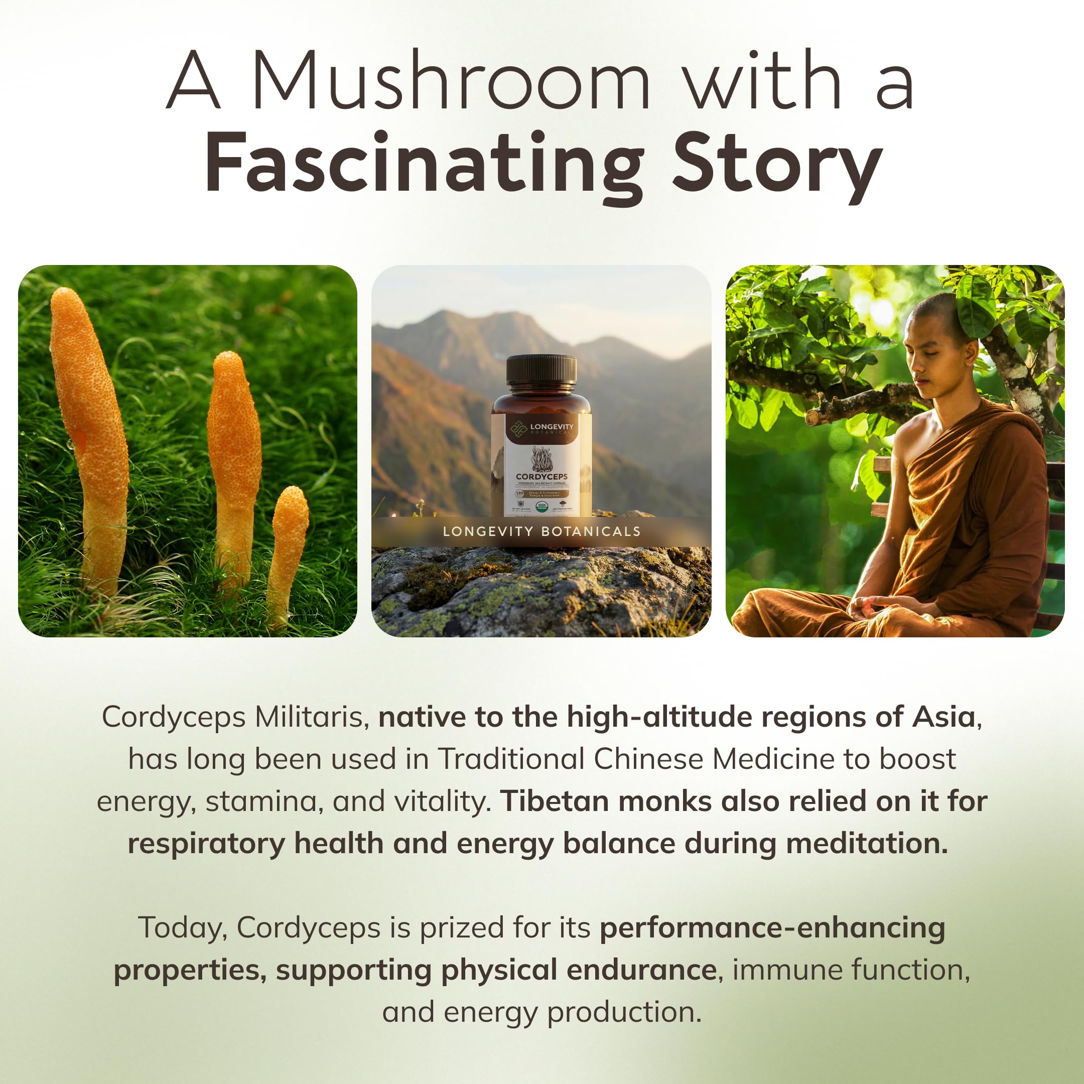 cordyceps for mental clarity