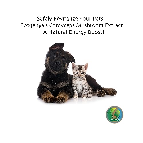 Cordyceps for mental clarity