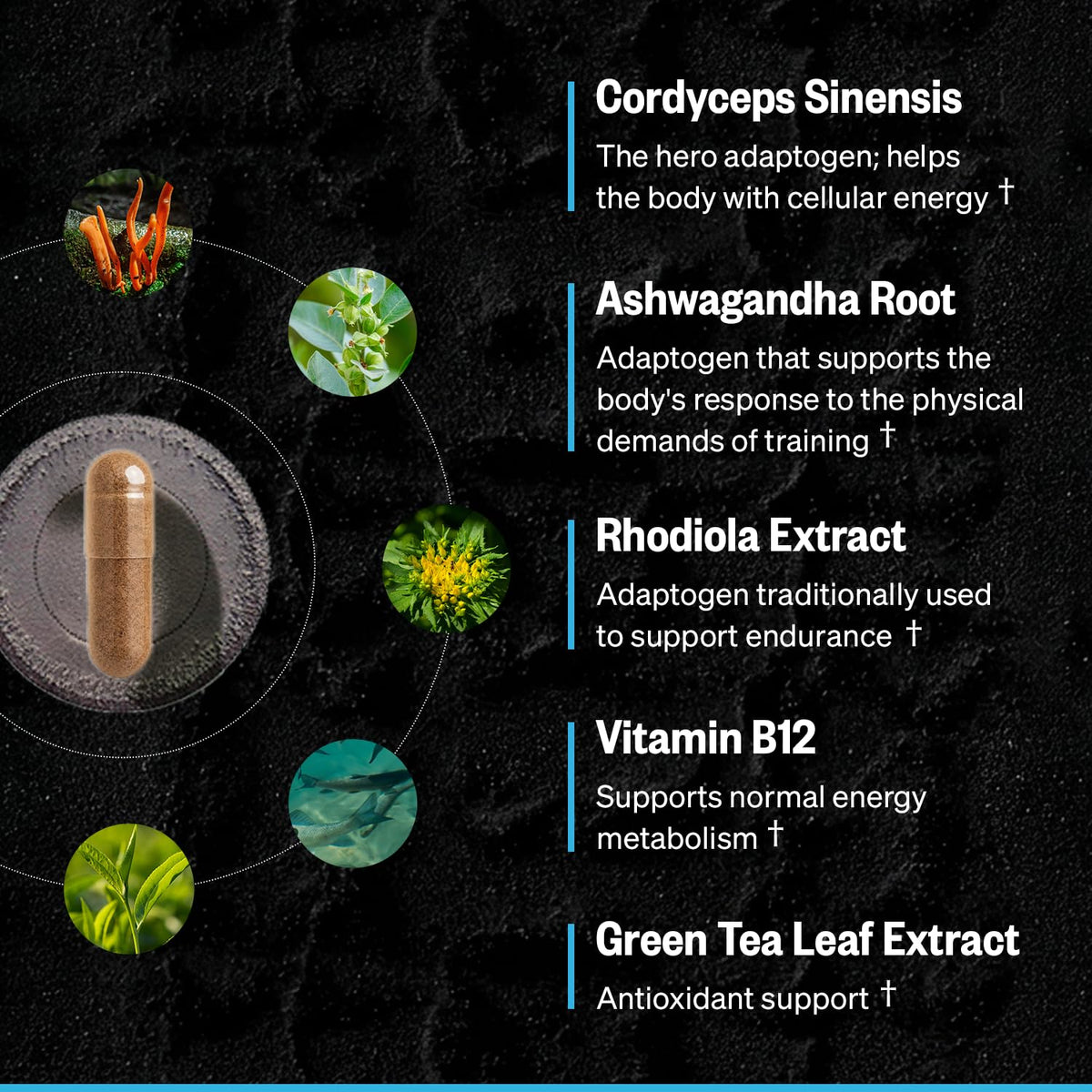 cordyceps for overall wellness and vitality