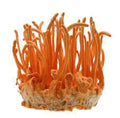 Cordyceps liquid culture for mushrooms