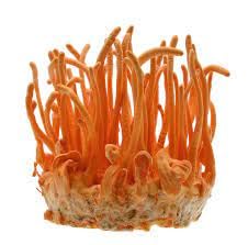 Cordyceps liquid culture for mushrooms
