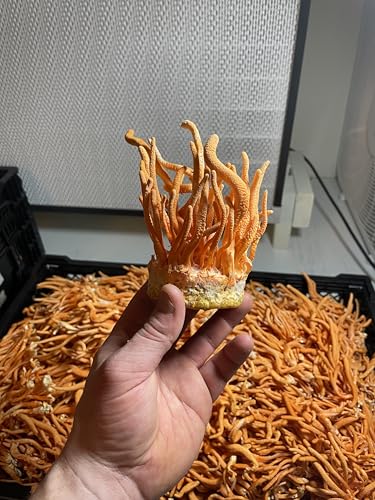 cordyceps mushrooms for athletic performance