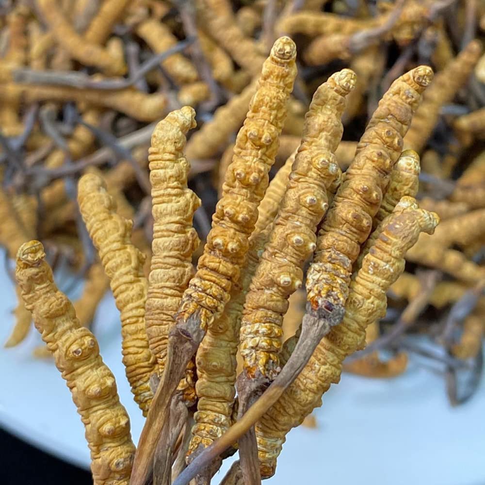 cordyceps mushrooms for athletic performance
