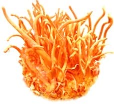 cordyceps mushrooms for mental clarity