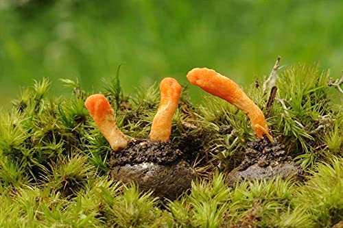 Cordyceps mushrooms for stress relief