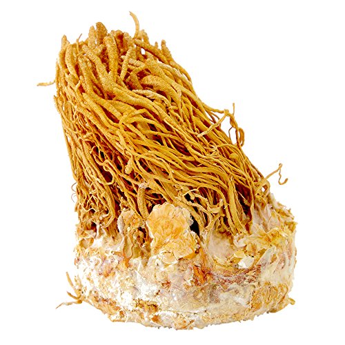 cordyceps mushrooms for stress relief