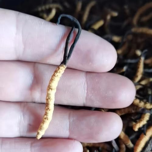 Cordyceps mushrooms for stress relief