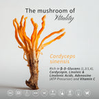 Cordyceps powder for enhanced performance