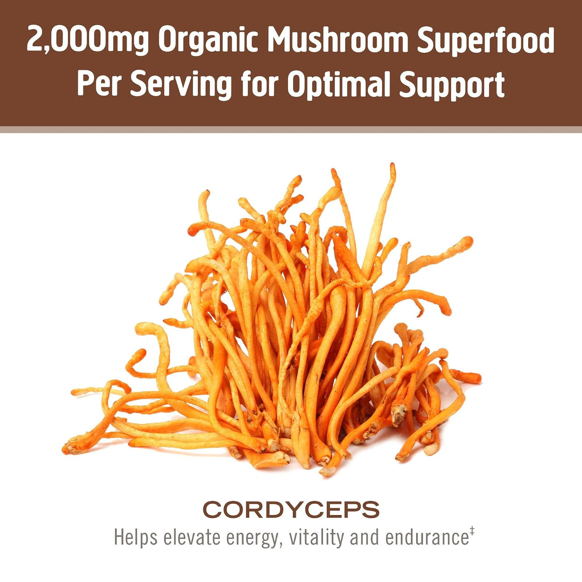 cordyceps powder for immune support