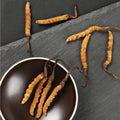 Cordyceps Sinensis mushrooms for energy