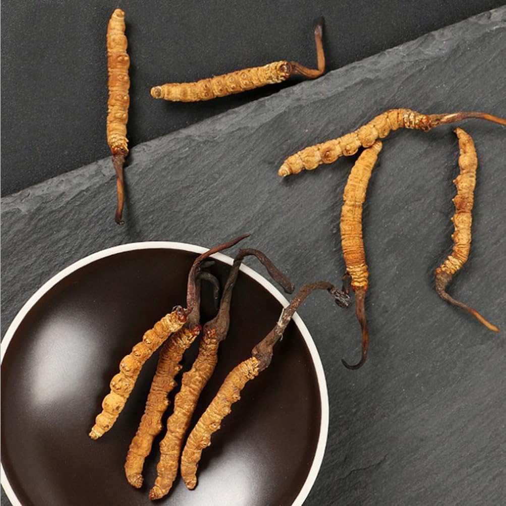 Cordyceps Sinensis mushrooms for energy