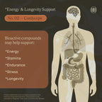 cordyceps tincture for stress relief