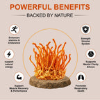 Coretribe mushroom extract for vitality