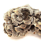 Coriolus Turkey Tail mushroom powder