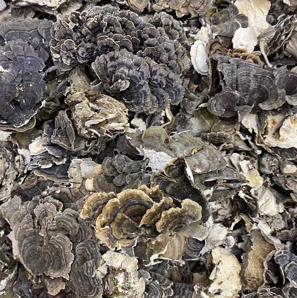 Coriolus Versicolor for immune support