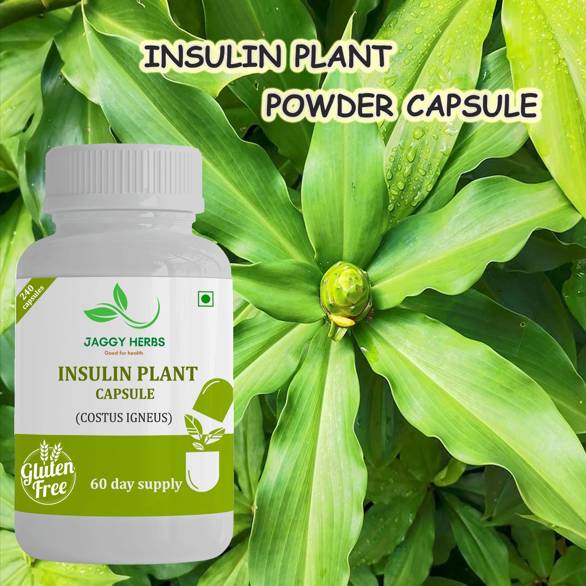 Costus Igneus plant extract capsules