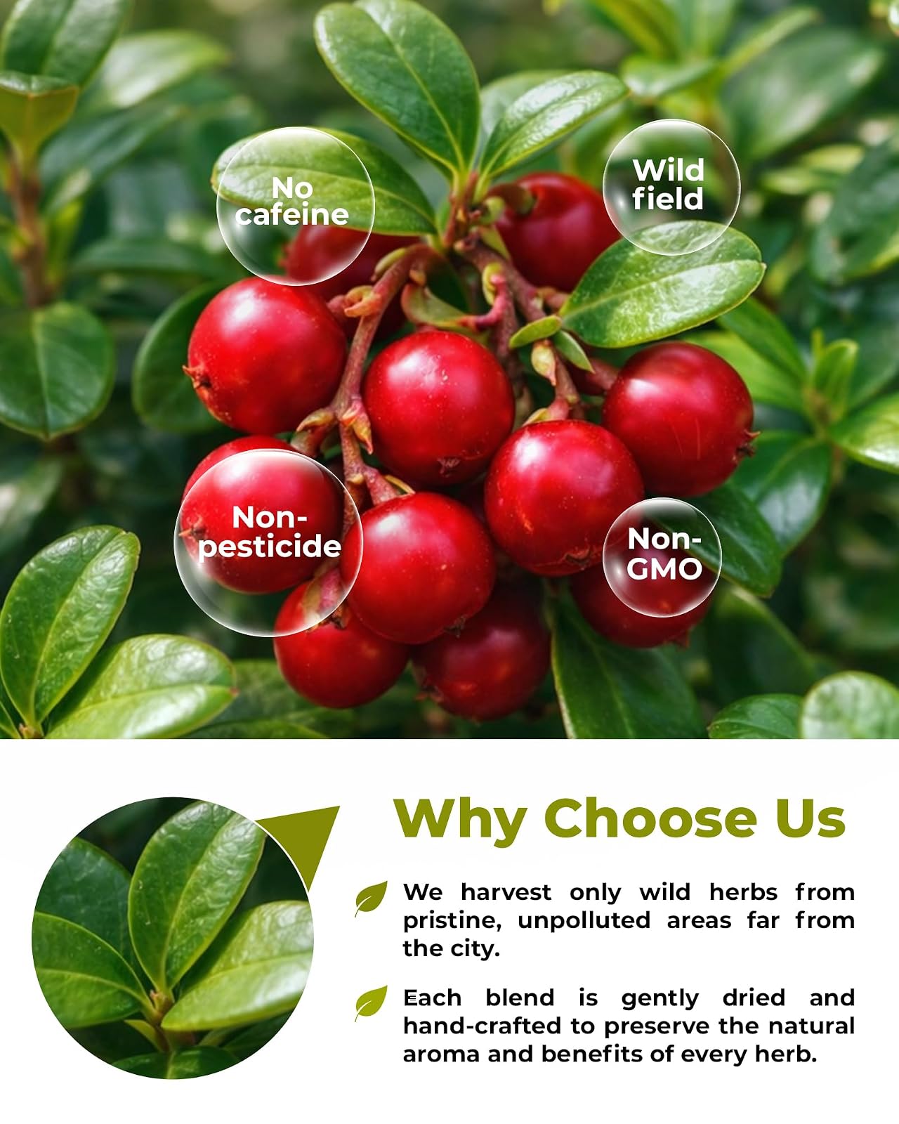 Cowberry tea for immune support