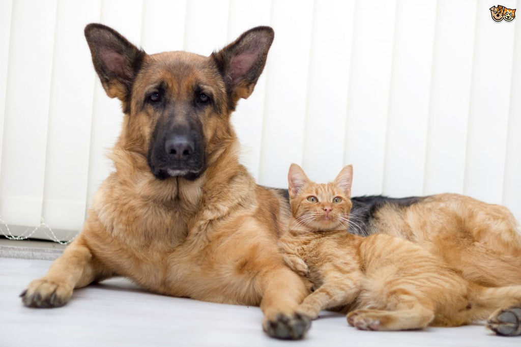 Cranberry chews for cat wellness
