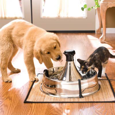 cranberry complex for pet wellness