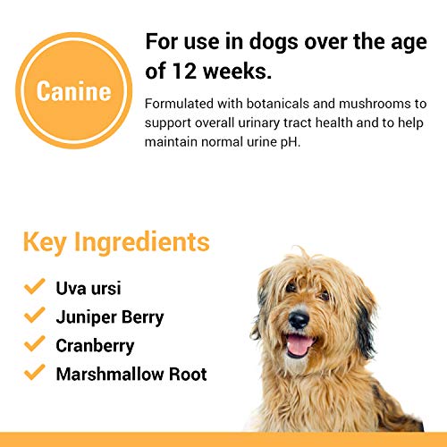 cranberry tablets for urinary wellness
