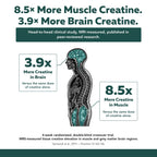 Creatine powder for energy boost