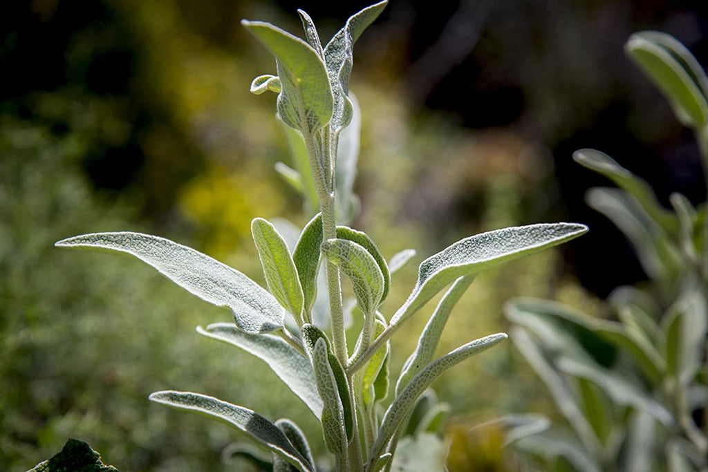 Cretan sage herbal detox tea