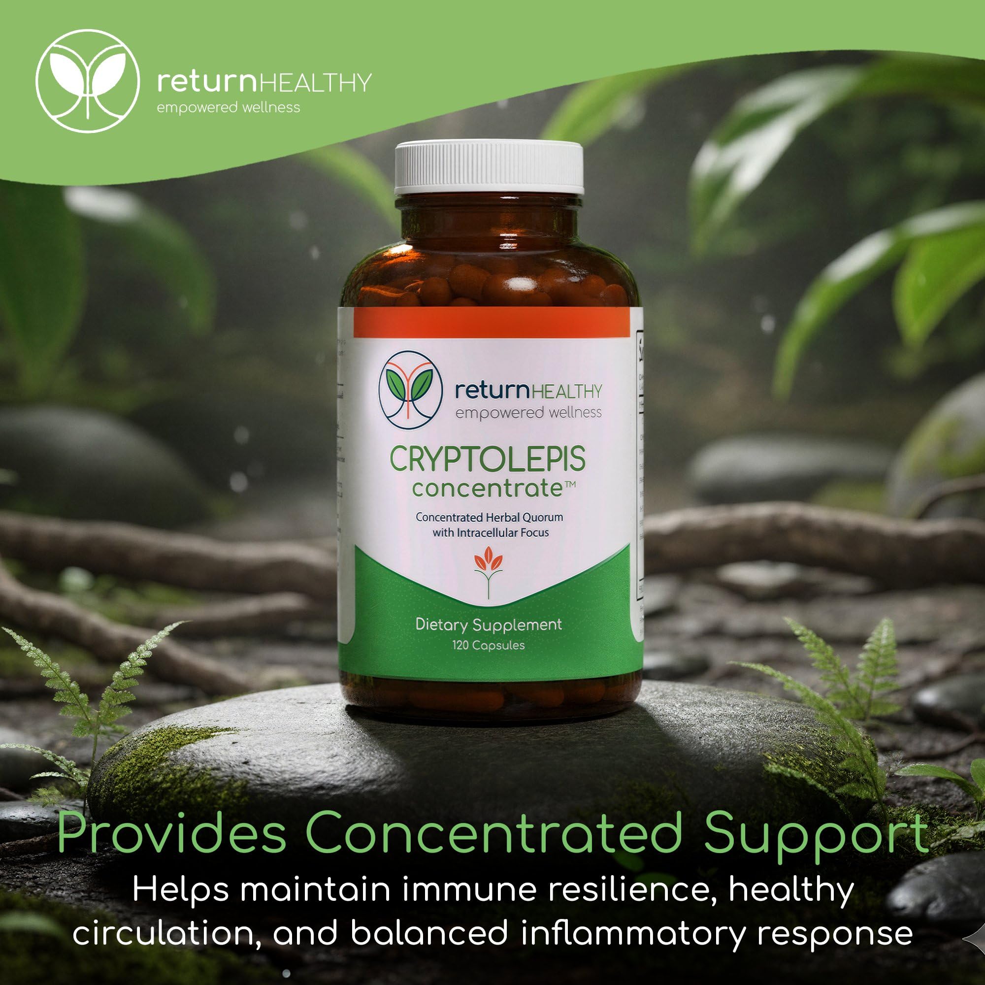 Cryptolepis concentrate for vitality