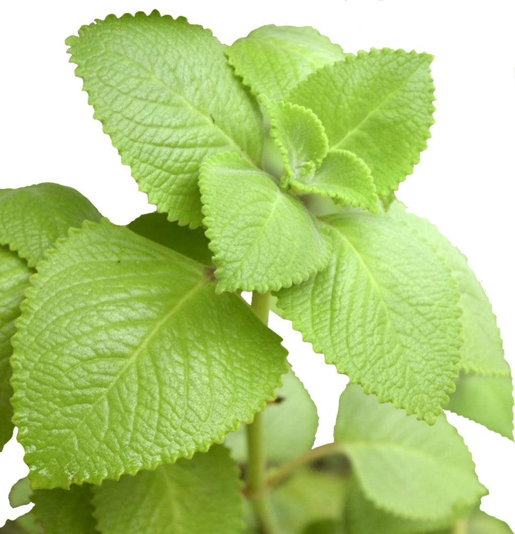 Cuban oregano oil for cooking
