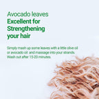 Culinary uses of dried avocado leaves
