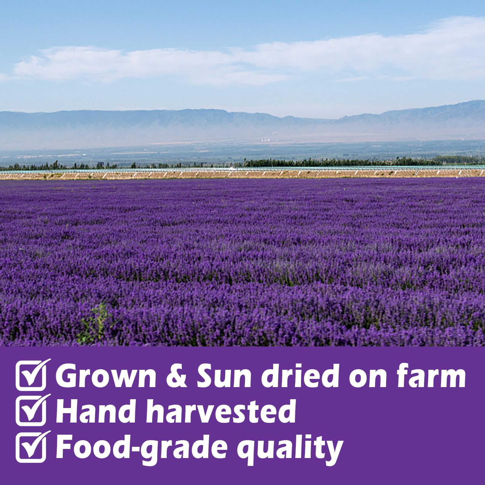 culinary uses of dried lavender