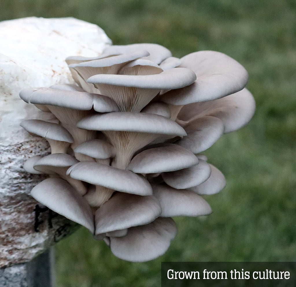 cultivate Blue Oyster mushrooms at home