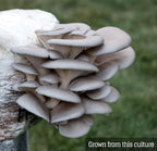 cultivate Blue Oyster mushrooms at home
