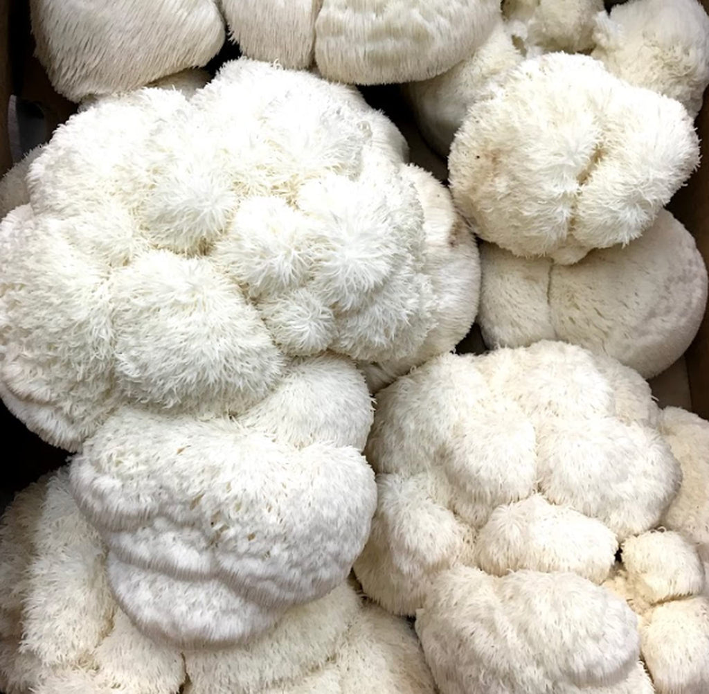 cultivate fresh mushrooms at home